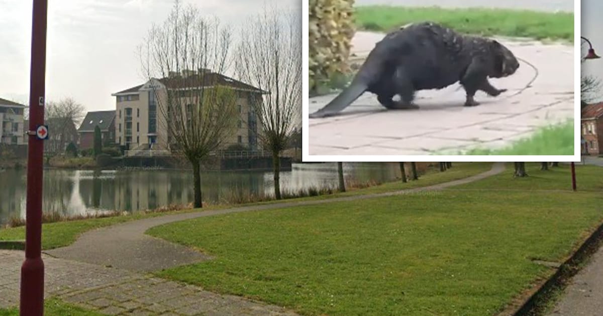 Beuningen heeft last van bevers en start met bijzondere proef om ...