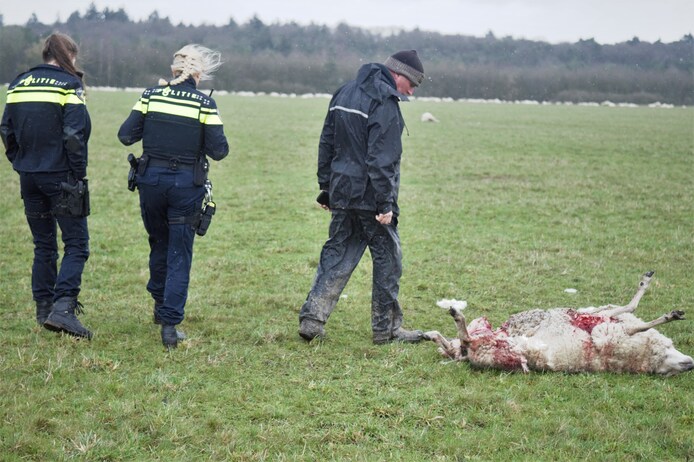 Na vierde slachting onder zijn schapen houdt Serge het voor gezien: ‘Ik ...