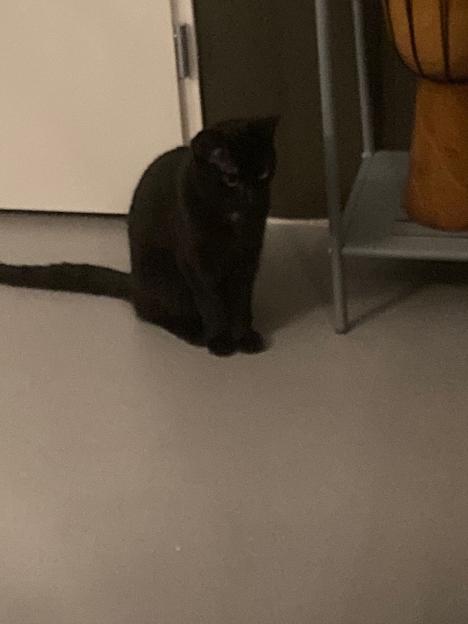 Heb jij Loulou, Koning Papegaai of Lizzy gezien? Deze 28 huisdieren ...