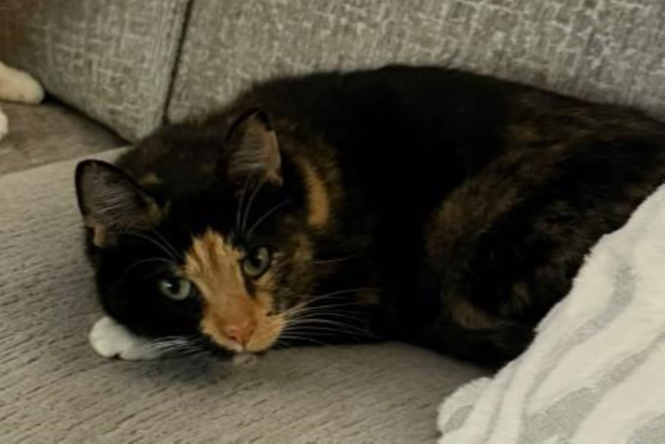 Heb jij Mevrouw de Vries, Loes of Truusje gezien? Deze negen huisdieren ...