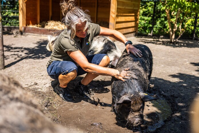 Alpaca’s plonzen en varkens krijgen modderbad: zo houden ...