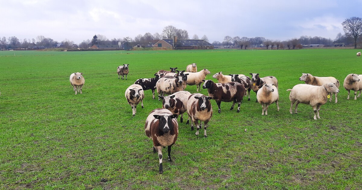 Ingehuurde schapen proeven alvast van nieuw landschapspark in Heesch ...