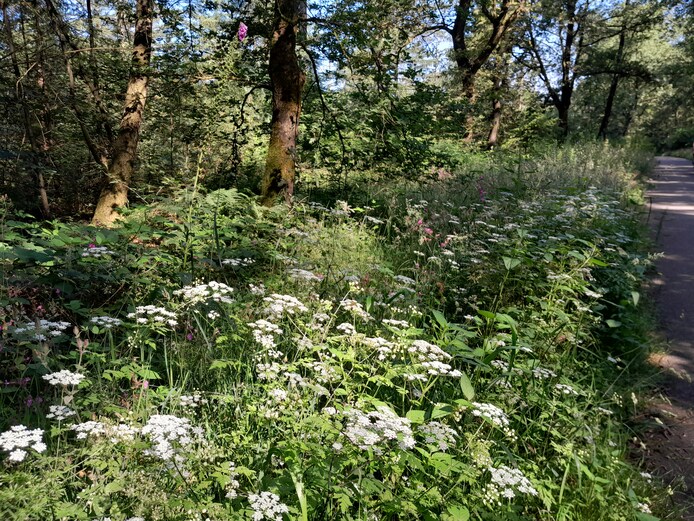 In oude Athene werd gevlekte scheerling gebruikt bij terechtstellingen | Natuur van nabij ...