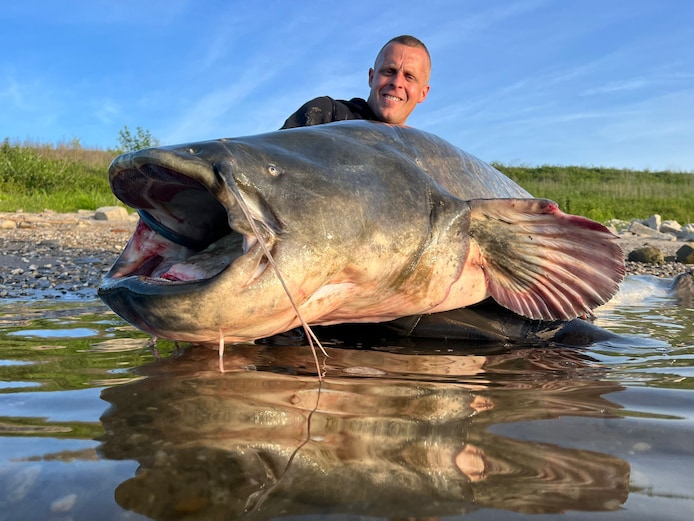 Recordvisser Paul haalt wéér een enorme meerval uit de Waal: ‘Wat een ...