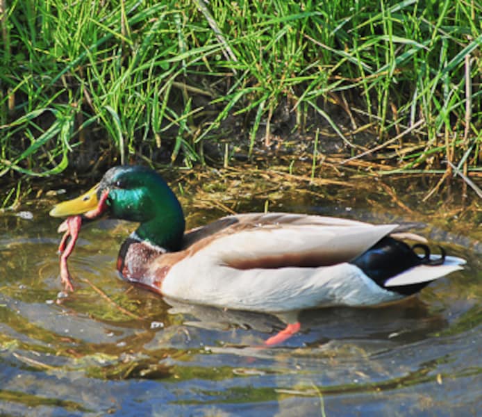 Natuur gezien door lezers: Wilde eend eet kikker | Home | gelderlander.nl