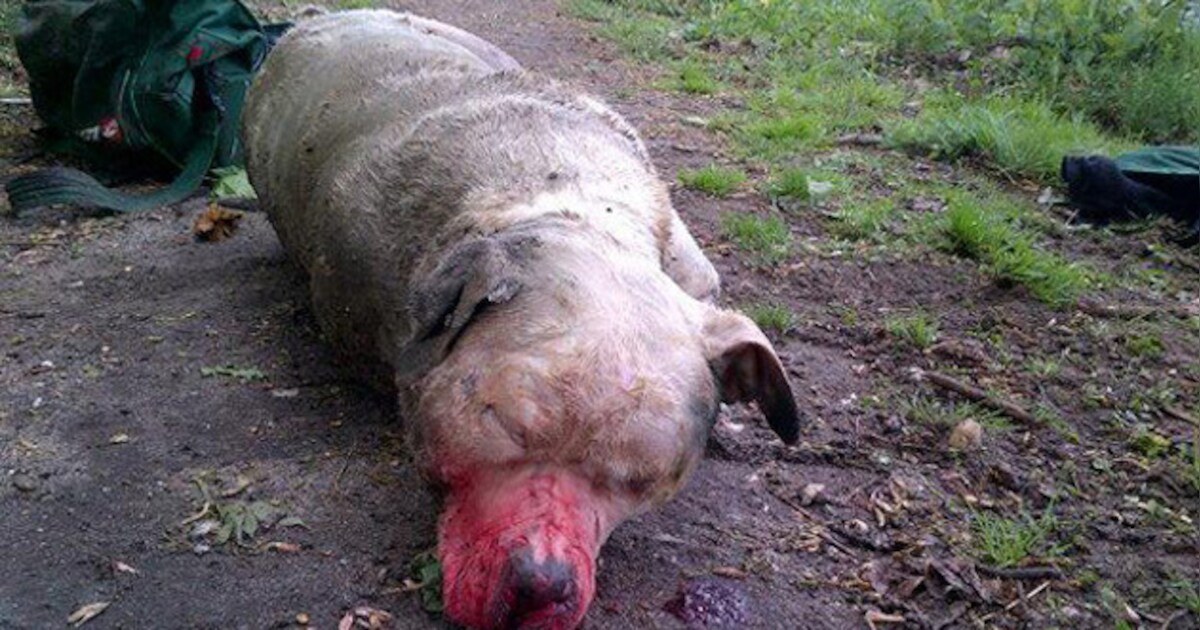 Politie evalueert twitteren nare foto's dode hond | Binnenland ...