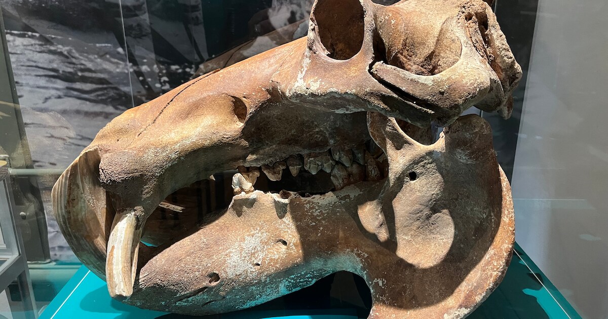 Nijlpaard Heini werd in de oorlog doodgeschoten in Ouwehands Dierenpark ...