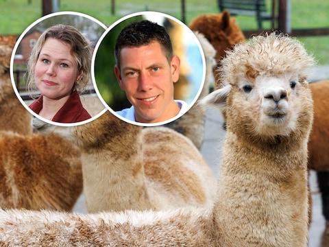 Petra bouwt een hek vol stroom voor haar alpaca’s, Gerben weet wat er ...