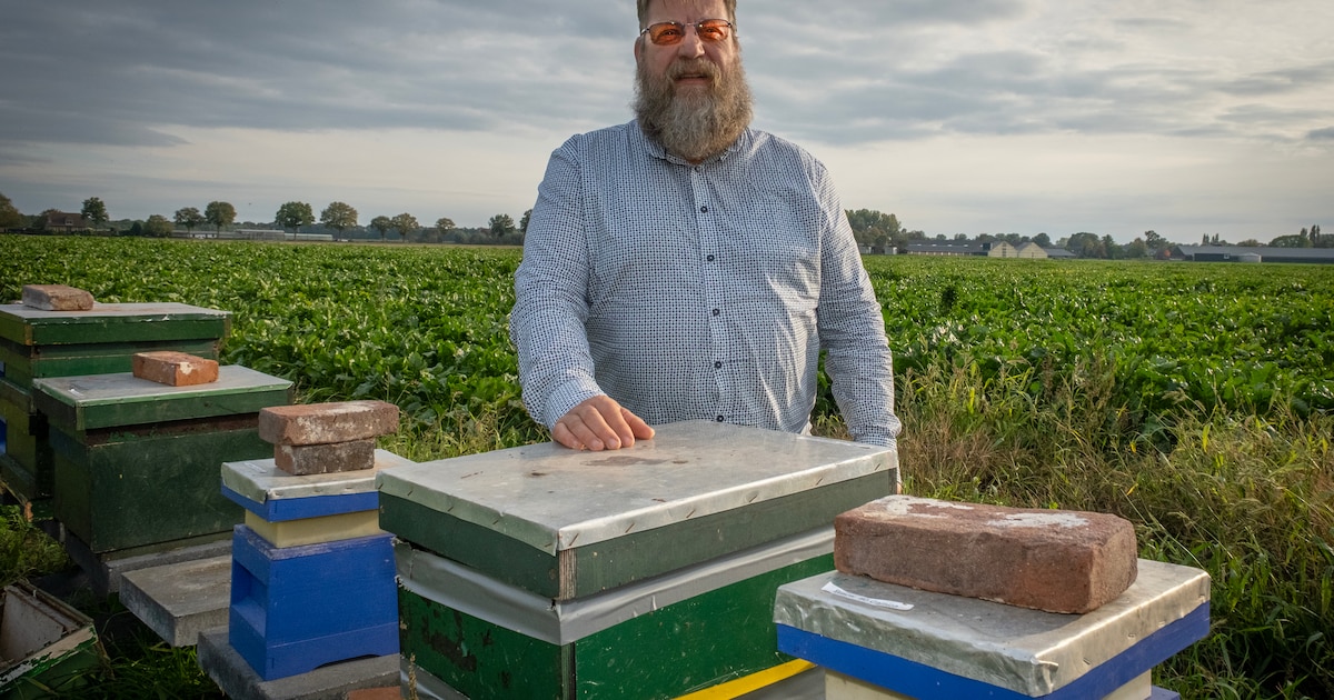 Imker Rob Somers geniet van zijn werk: ‘Dynamiek van bijenvolk is ...