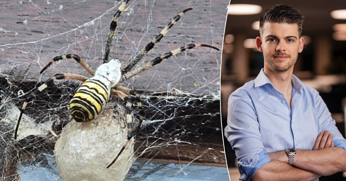 Heb jij deze kleurrijke spin ook thuis gespot? ‘Zo’n enorme spin had ik ...