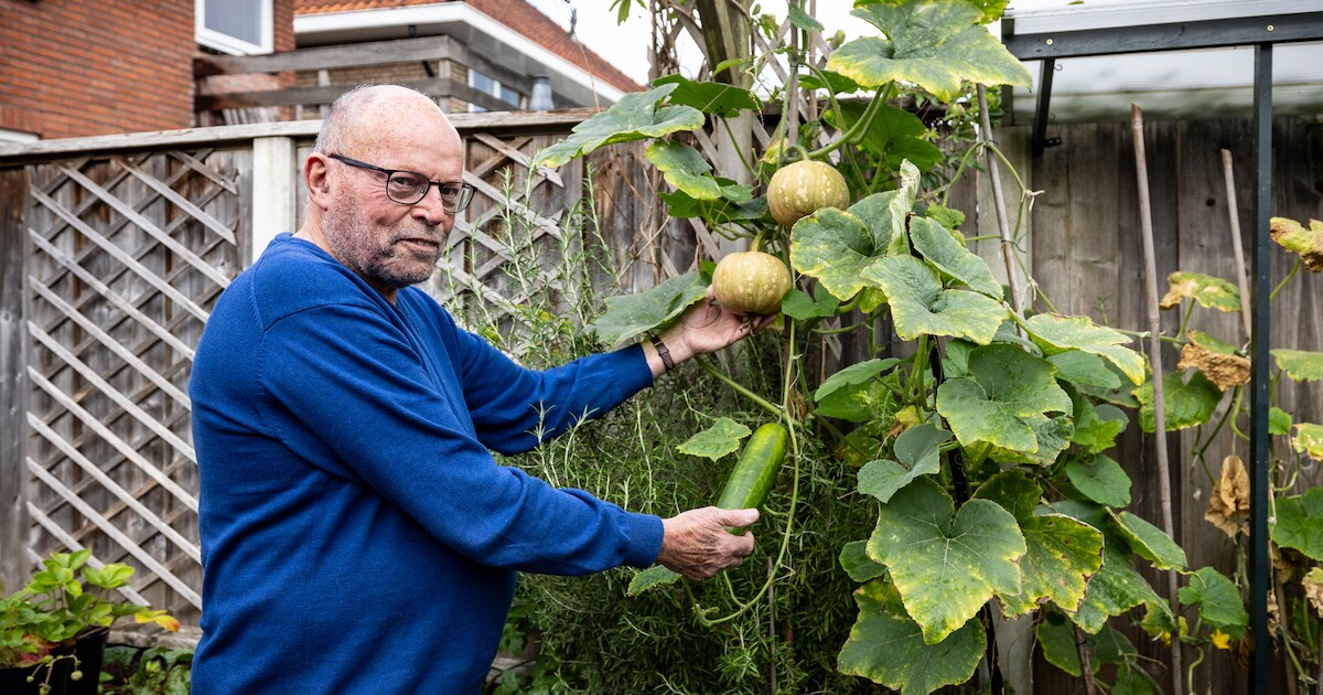 Een pompoen en een komkommer aan dezelfde plant? Kan gewoon: ‘Ik noem ...