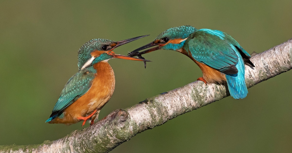Friese ecoloog creëert natuurparadijs voor prachtige ijsvogel | Nieuws ...