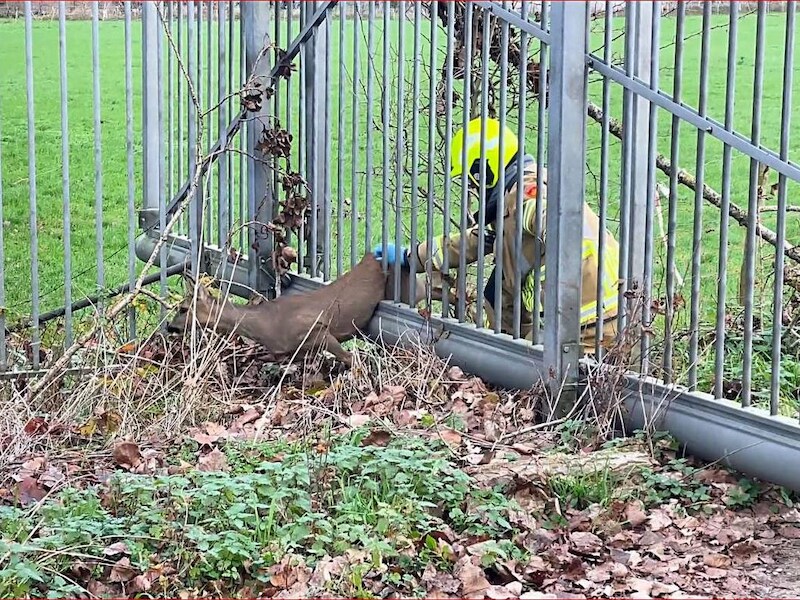 Heibel om broodje hete kip, Dennis trekt zich terug uit Broodje Dennis ...