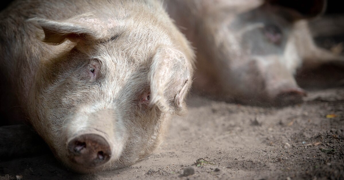 Er is maar één ding nog leuker dan varkens eten geven: met de ...