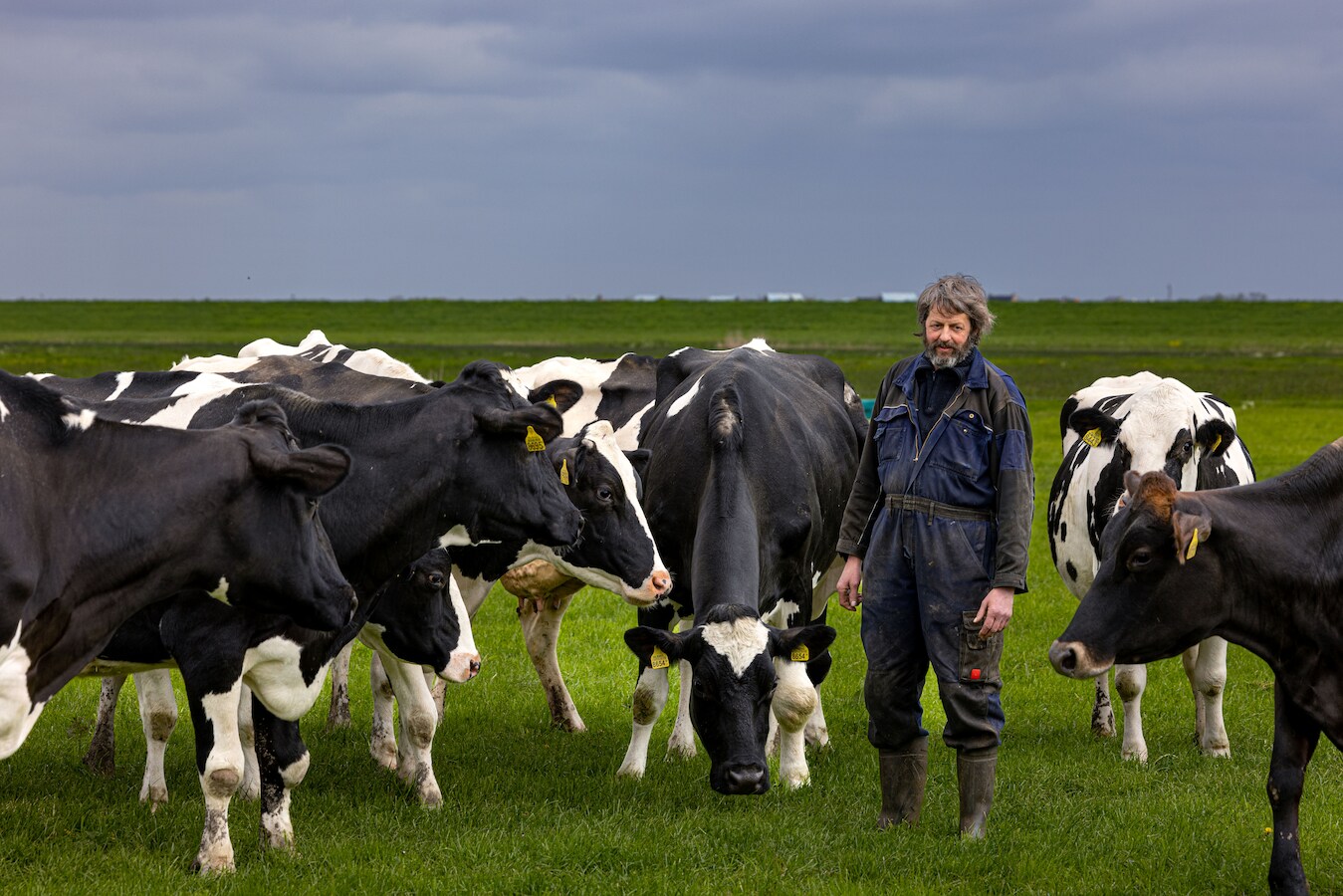 Hij is de hoop kwijt: boer Jaap verliest 25ste koe en wacht nog steeds ...
