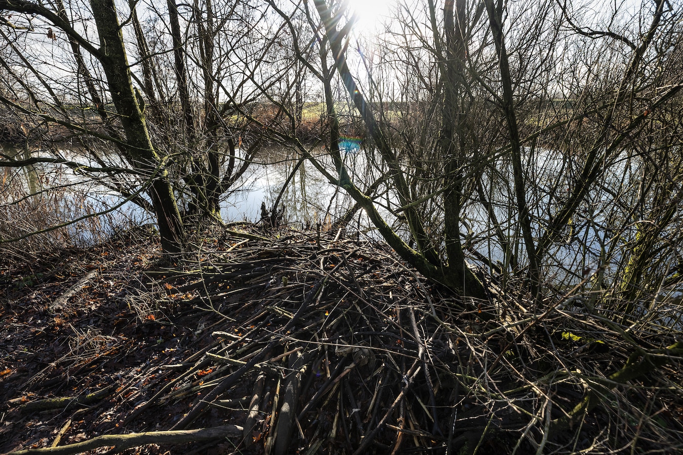 Bevers veroveren de regio, daarom een gids voor spotters: kijk uit naar ...