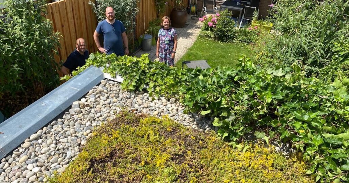 Groene daken geven verkoeling in versteende wijk Kronenburg in Arnhem ...