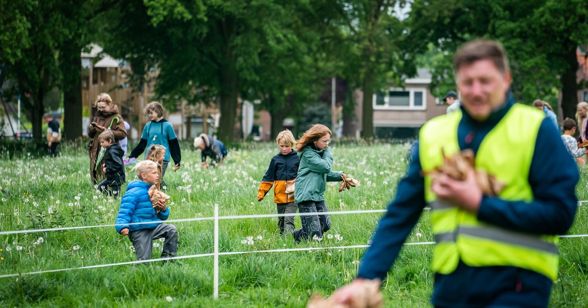 Wachten op de broodjesdropping in Doornenburg: ‘Kinderen leren over de ...
