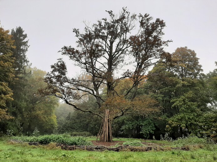 Dit is waarschijnlijk de duurste boom van Drunen en omstreken, maar ...