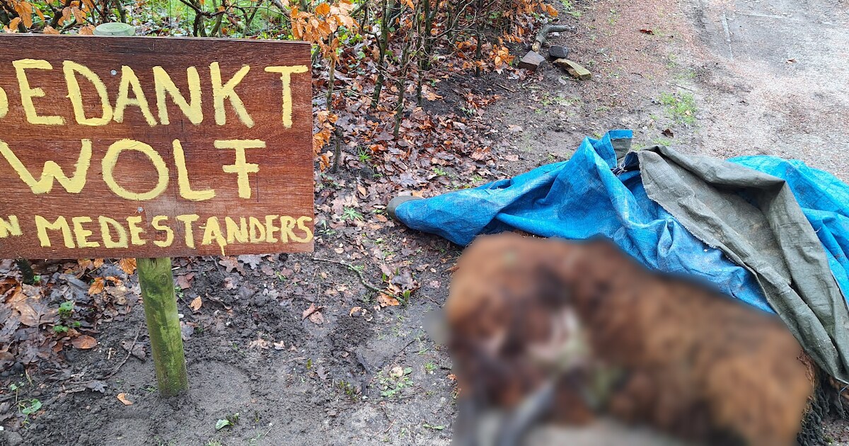 Schaapherder Jan ‘bedankt’ wolf (en medestanders) na dood schaap: ‘Dit ...