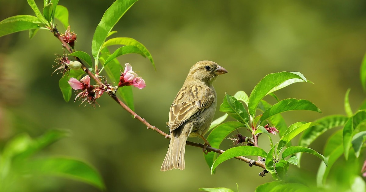 Aantal unieke dier- en plantensoorten in Neder-Betuwe lager dan in ...