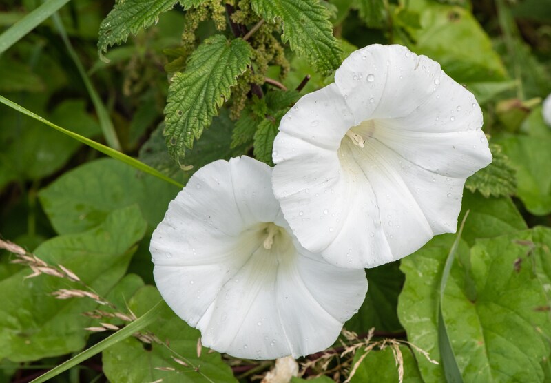 Deze winde heeft prachtige bloemen, maar behoort tot meest gehate ...