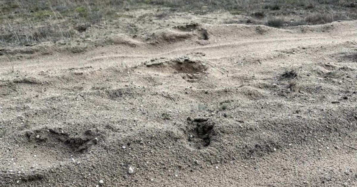 ’s Lands grootste roofdier als natuurlijke boswachter | Ede | De ...