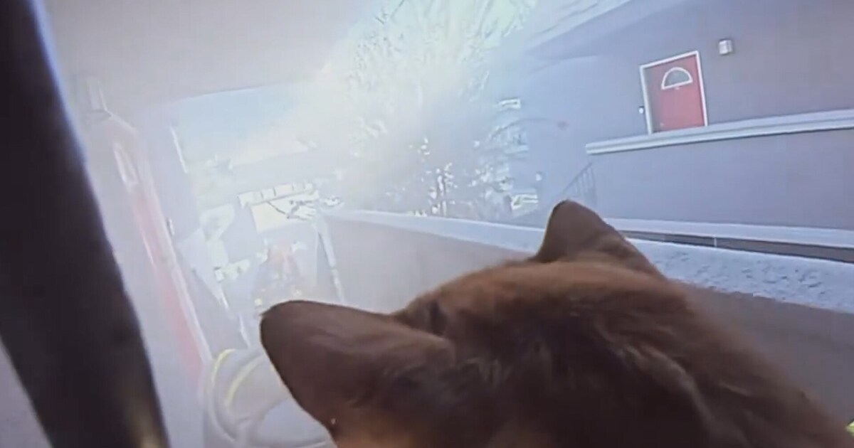 KIJK | Bodycam filmt reddingsactie van katten uit brandend huis ...