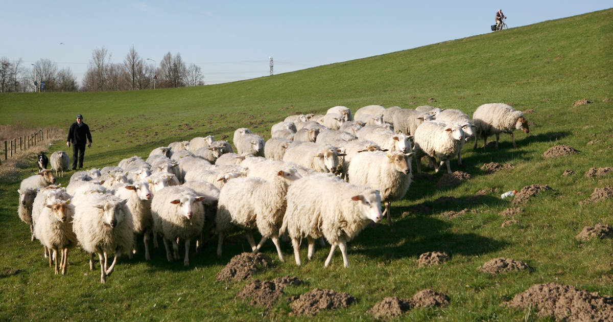 Slaap kindje slaap, daarbuiten liep een schaap | Lingewaard | De ...