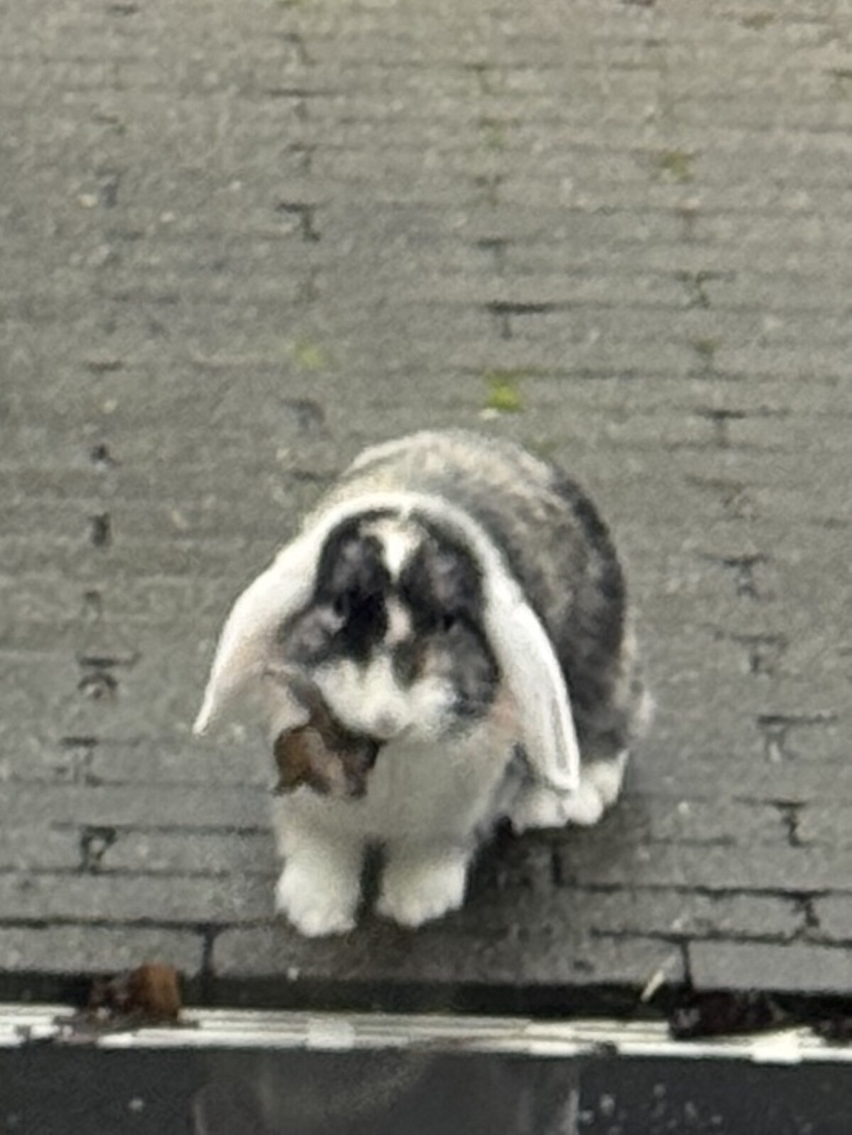 Heb jij Pieter konijn gezien? Dit huisdier wordt in Veenendaal vermist ...