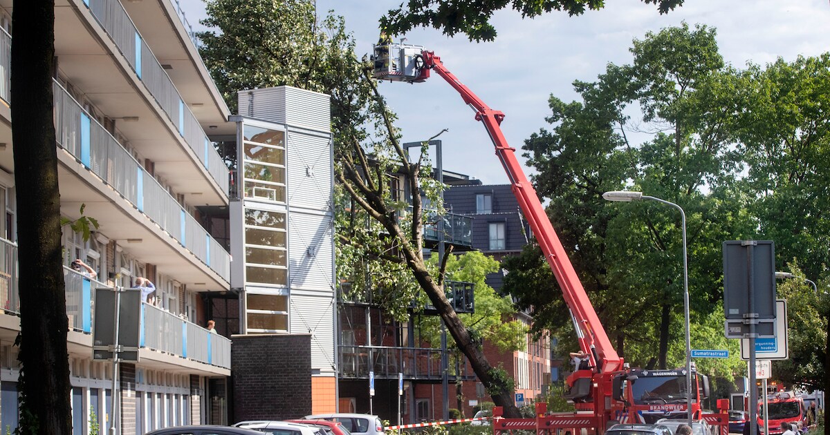 De verbinding tussen flats Boogschutter en Steenbok kan een boom dragen ...