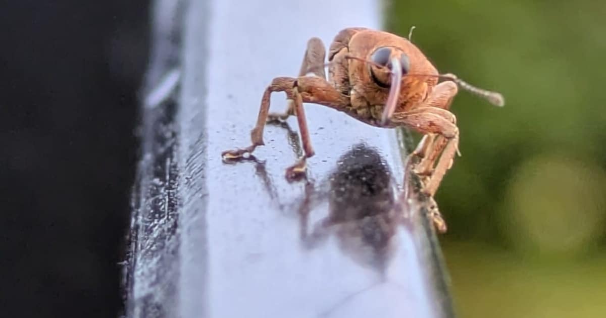 Wat een eikels! | Ede | De Gelderlander.nl