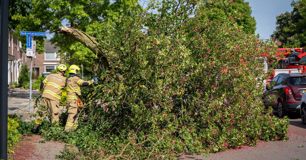 Groot deel van boom breekt af en komt op fietspad terecht in hartje ...