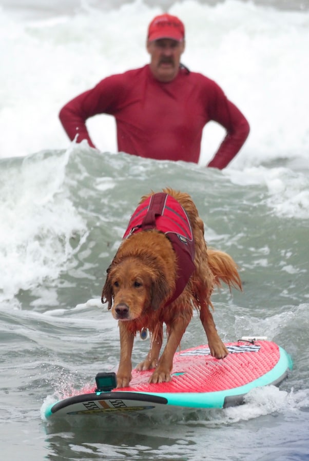 Deze honden kunnen surfen als de beste! | Foto | gelderlander.nl