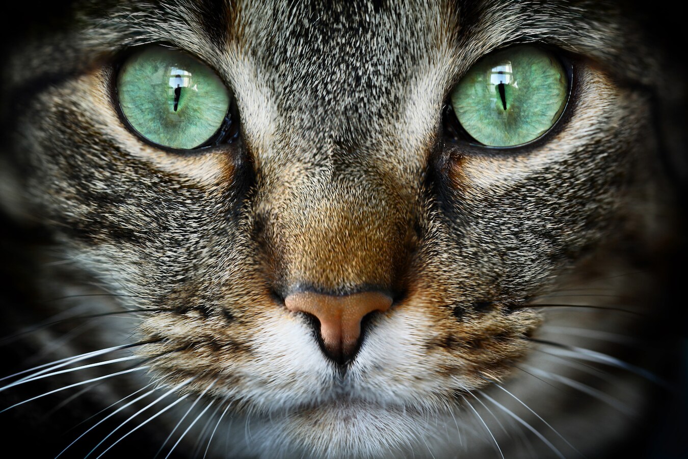 Ik ben tig keer liever een kat dan een hond; honden zijn liefde ...
