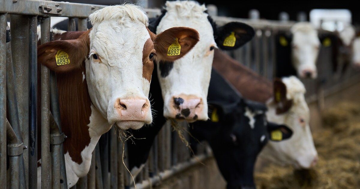 Nieuwe coalitie legt lot van boeren en vissers in handen van Brussel ...