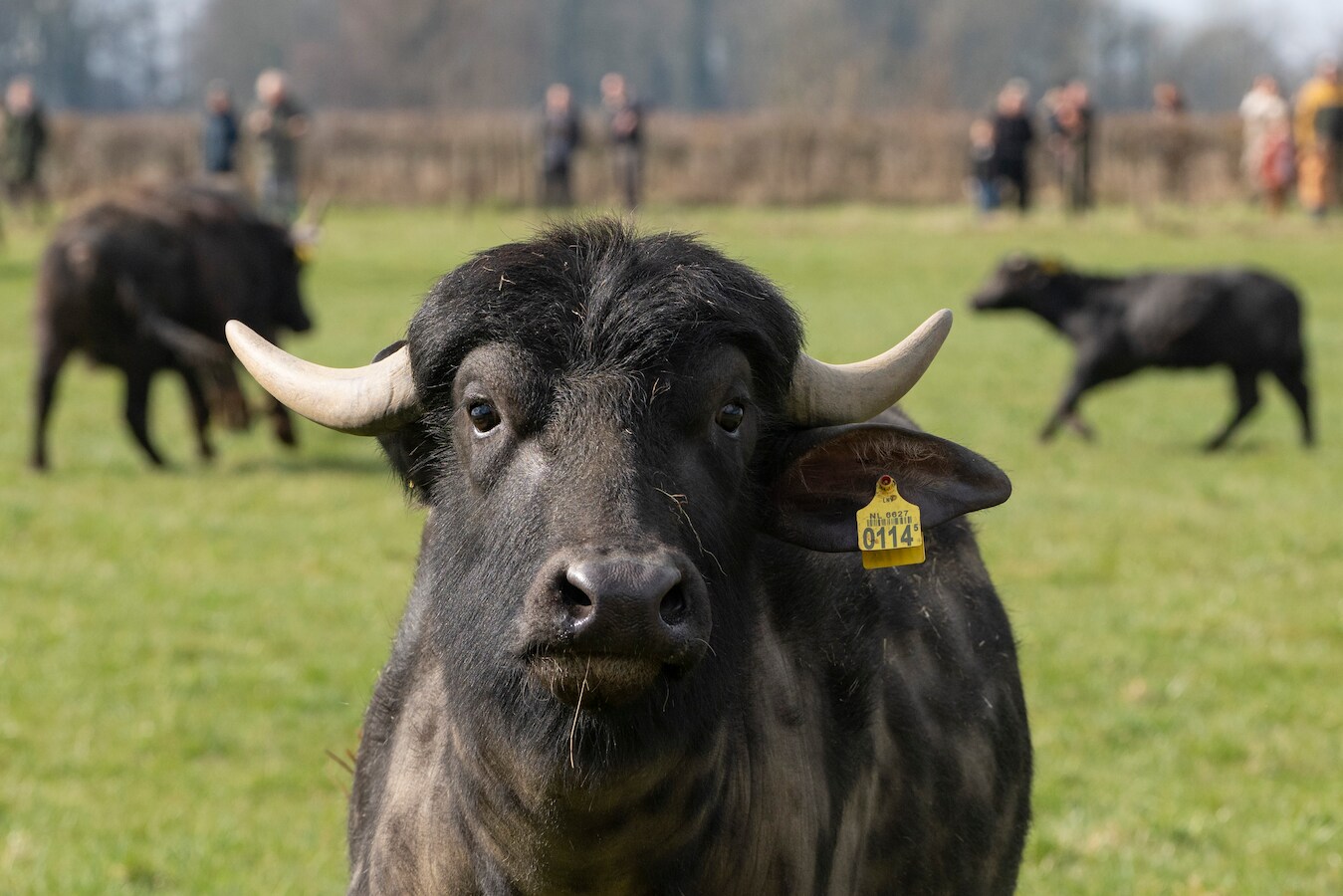 Dansende buffels in Diepenveen: het enthousiasme is groot, maar pas op ...