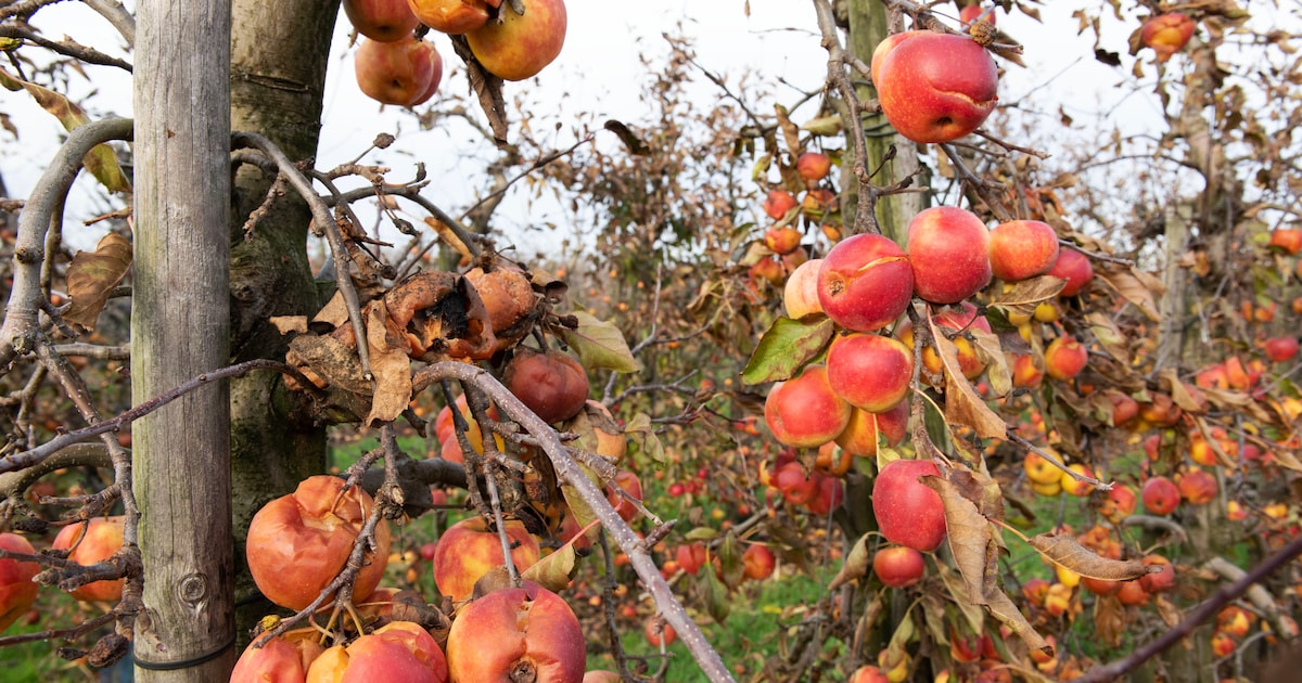 Verrot appeltje kan geen kwaad in de bongerd | Buren | De Gelderlander.nl