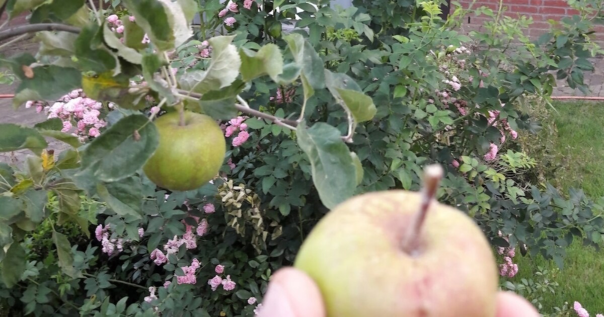 Gratis boom uitkiezen: Tielenaar pruimt de appel het best | Tiel | De ...