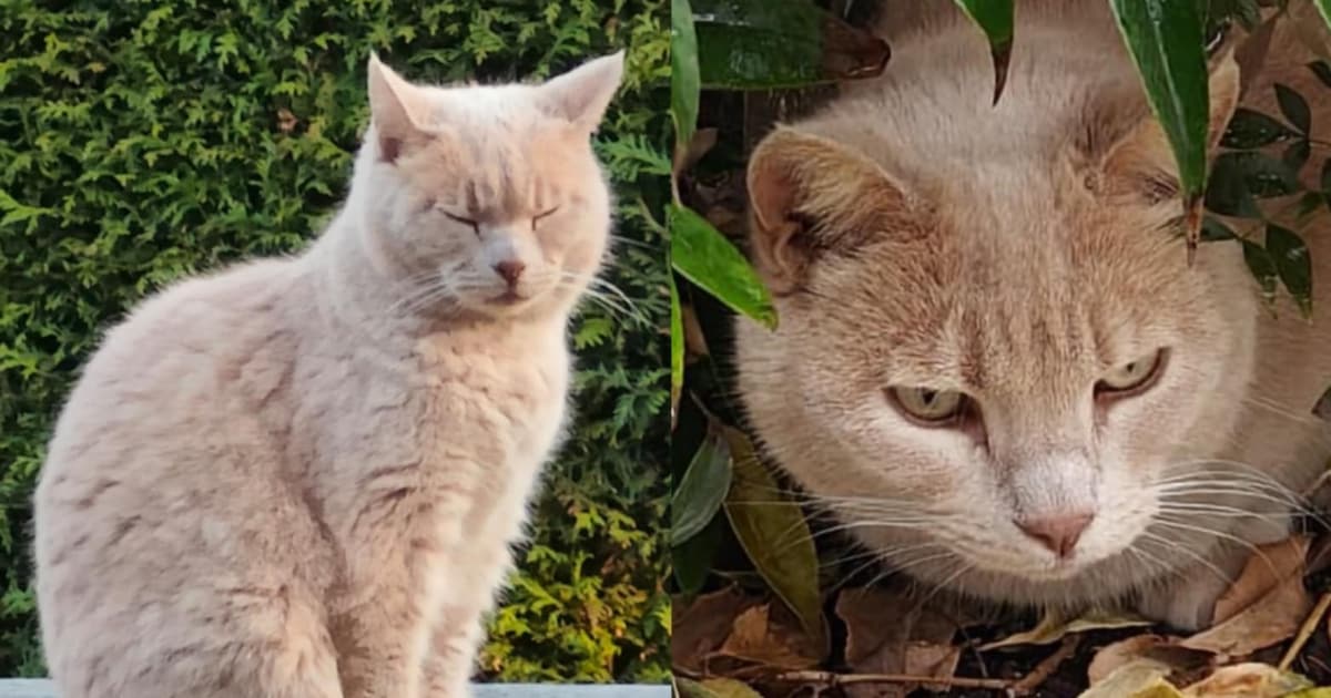 Kater uit Leeuwarden is terug bij zijn baasje: ‘De Hengelose kat leek ...