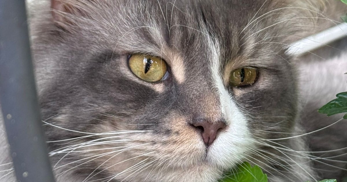 Heb jij Jochie, Pip of Obi gezien? Deze drie huisdieren worden in Oost ...