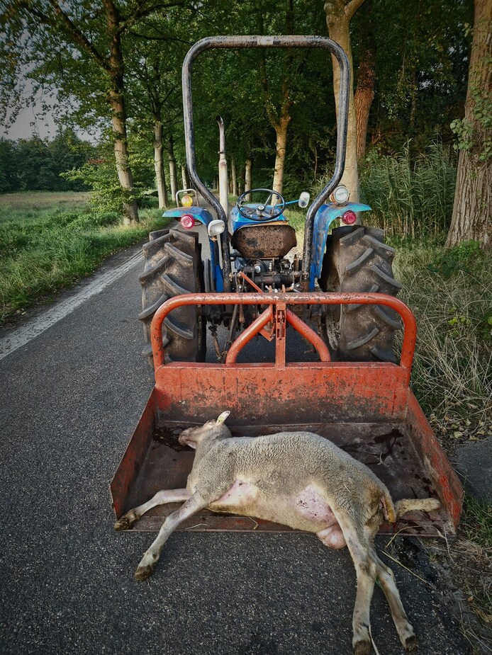 Dodenrit nummer 59 in Heeze: het lijf van ram Herman was op | Eindhoven ...