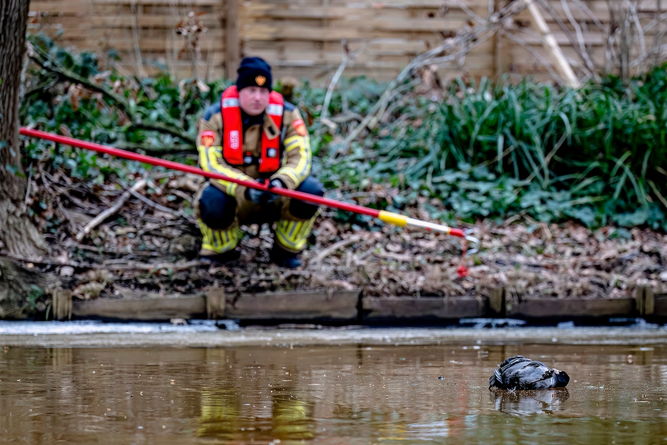 Brrr: vogel vriest met vleugeltje vast aan ijs in Oosterhout | Foto ...