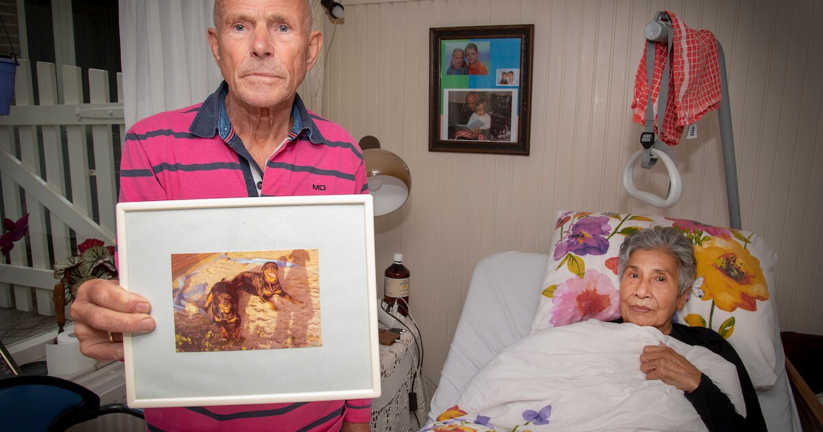 Advocaat in actie voor Herman nadat zijn rottweiler in beslag is ...