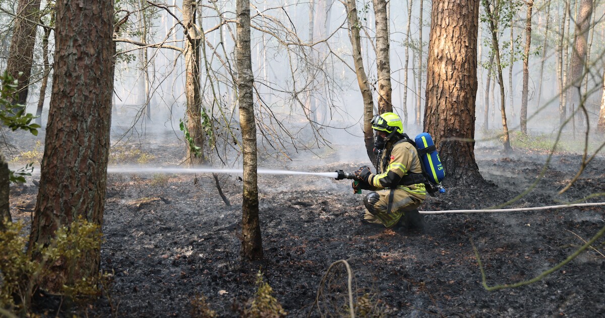 Ruim 2 hectare bos gaat in vlammen op bij Austerlitz, brandweer ...