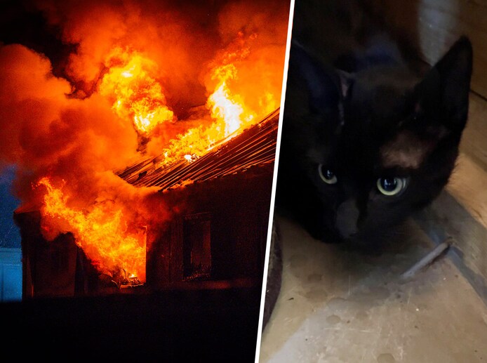 Zeven brandweermannen trotseren vuur om kat Tom te redden: ‘Hij stinkt ...