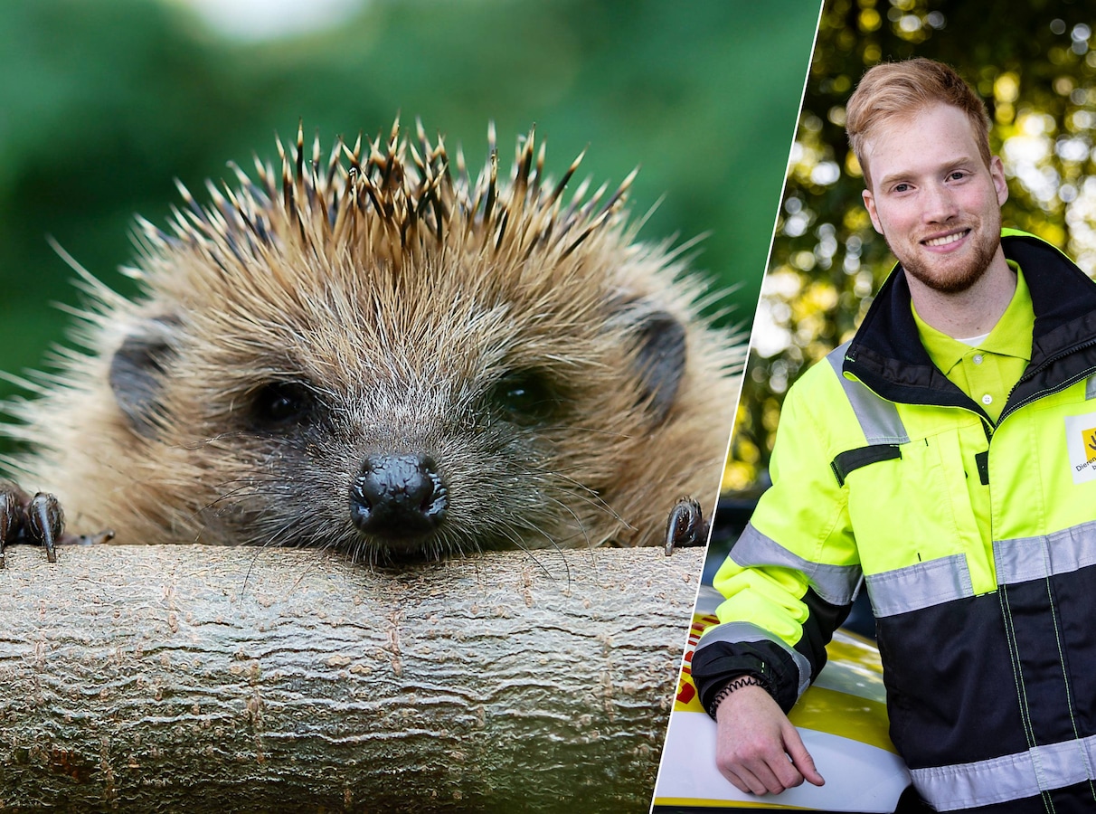 Wouter snelt naar de UT voor een egel in nood, maar die blijkt ...