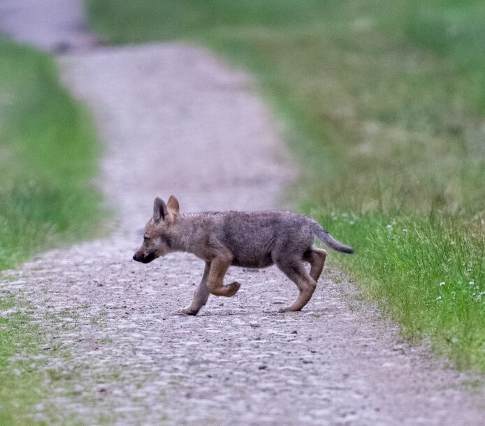 Natuurliefhebber Patrick spot jonge wolven: ‘Ze waren met minimaal vier ...