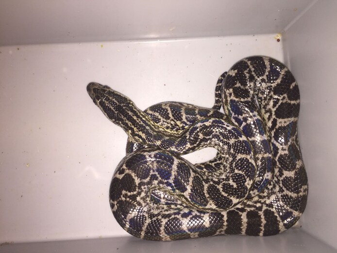 Wurgslang gevonden in Brabant: ‘Deze vondst is bijzonder, de eigenaar ...