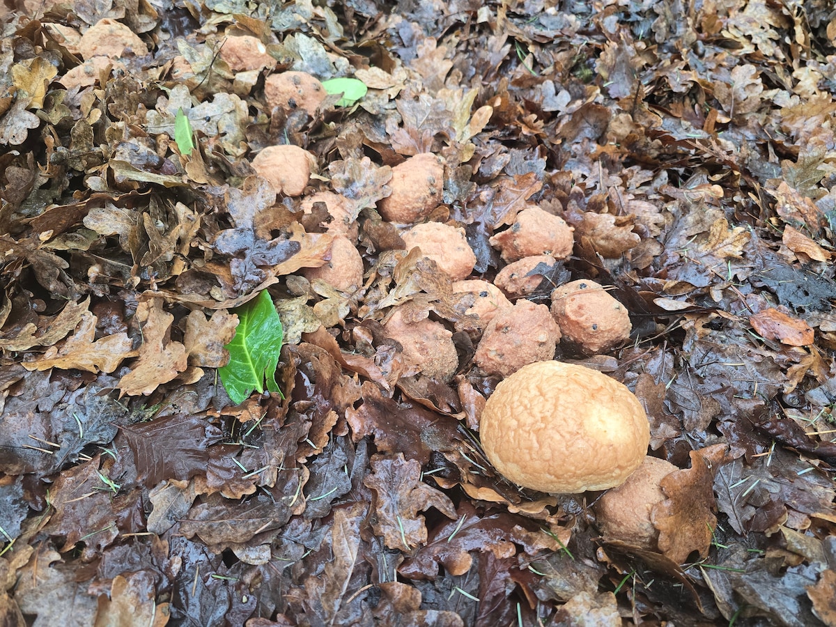 Delden zit met raadsel na oliebollenregen: ‘Het is te zot voor woorden ...